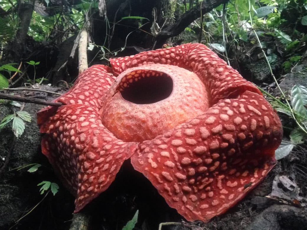 Bunga Rafflesia Arnoldi Kembali Mekar Sempurna di Agam