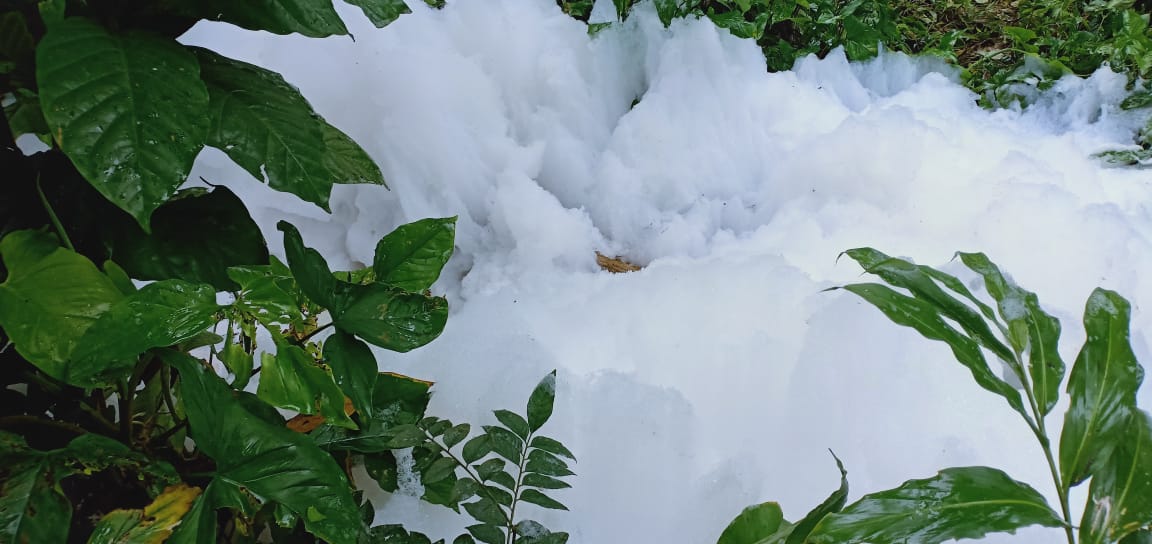 Busa Putih Kagetkan Warga di Sijunjung, Diduga dari Getah Tanaman