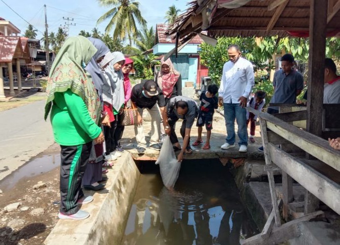 Kembangkan Potensi Perikanan, 4 Ribu Bibit Ikan Ditebar di Lubuk Basung ...