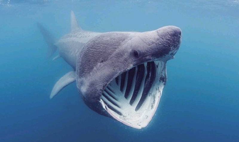 Heboh, 2 Hiu Besar Berenang Dekat Pengunjung di Teluk Keem Irlandia