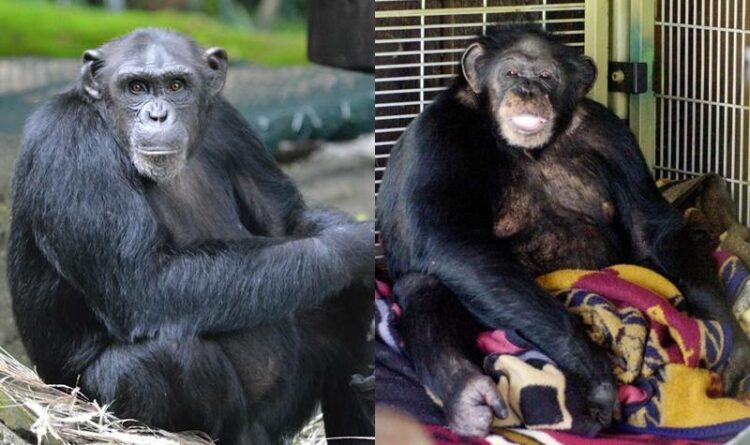 Kisah Tragis Travis, Simpanse yang Ditembak Mati Usai Serang Manusia