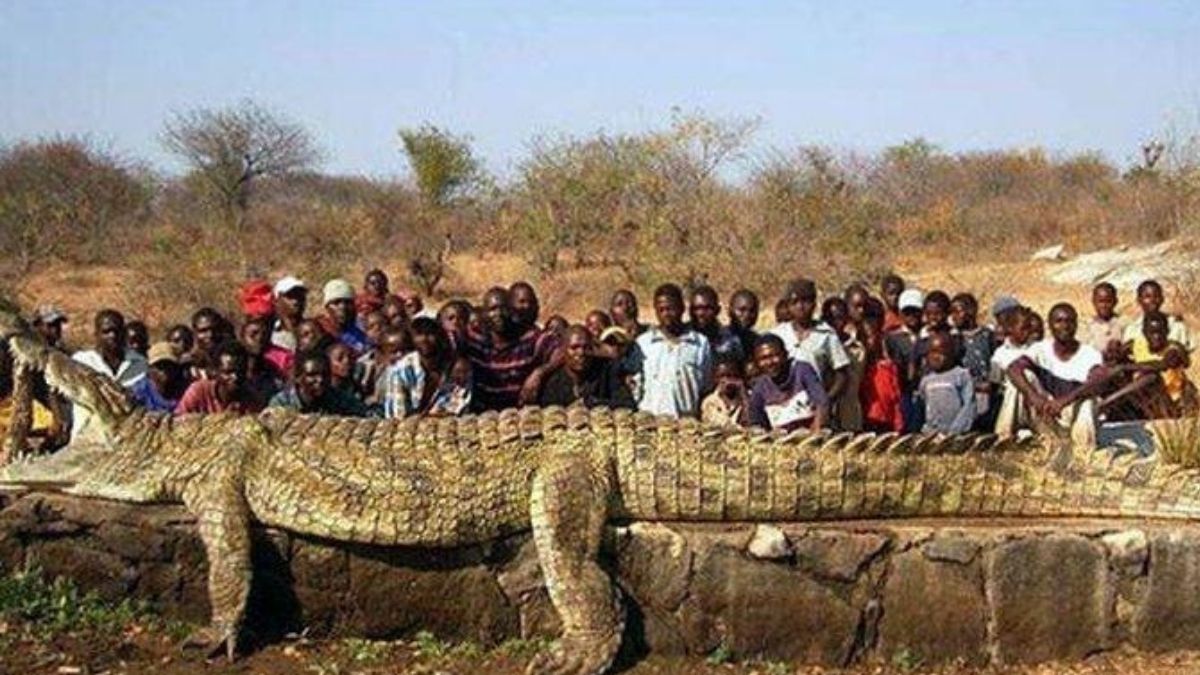 Gustave, Buaya Raksasa yang Telah Memangsa Lebih 300 Orang