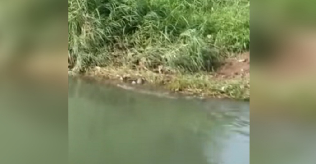 Seekor Buaya Muncul di Lubeg Padang, Ini Penjelasan BKSDA Sumbar