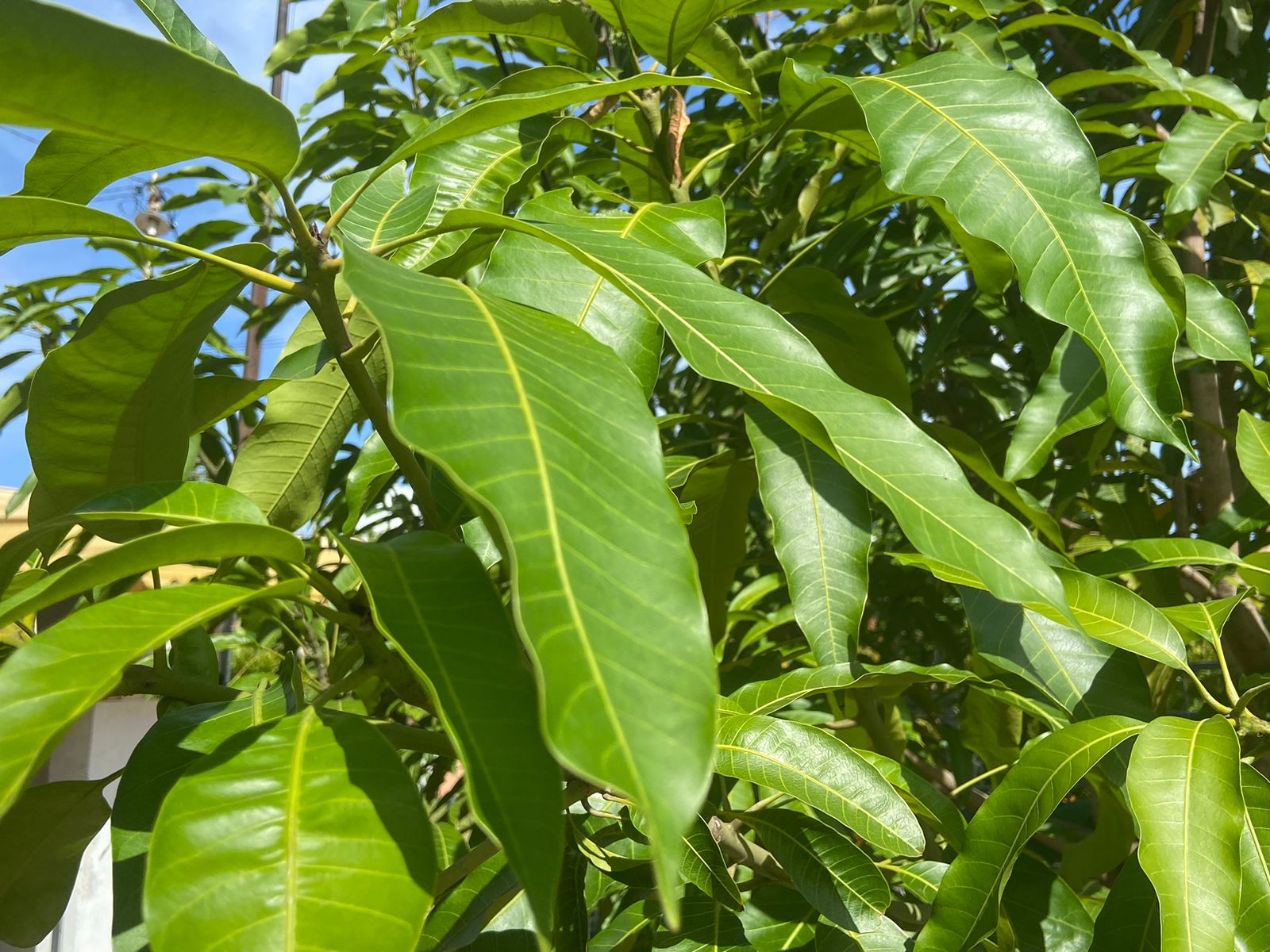 Jangan Sepelekan, Ini 5 Manfaat Daun Mangga Bagi Kesehatan