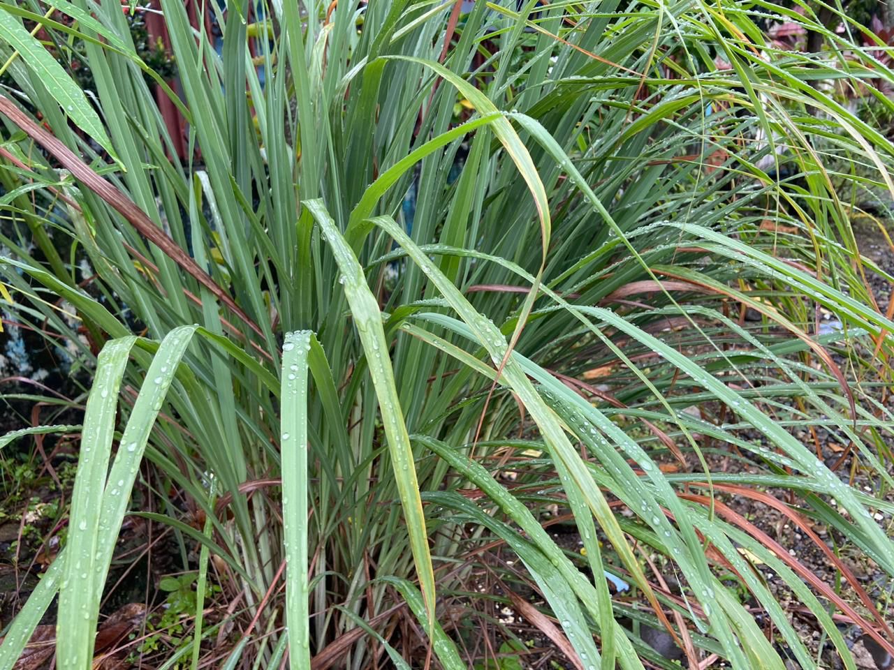Selain untuk Bahan Masakan, Ini Manfaat Daun Serai Bagi Kesehatan