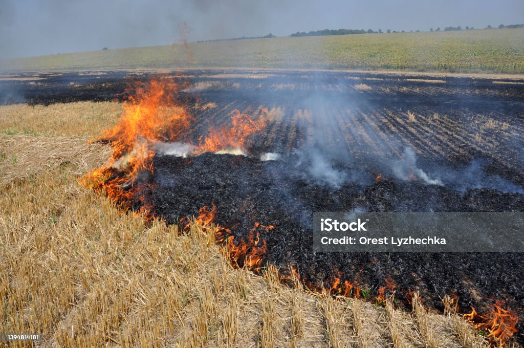 Hentikan Praktik Pembakaran Jemari Padi