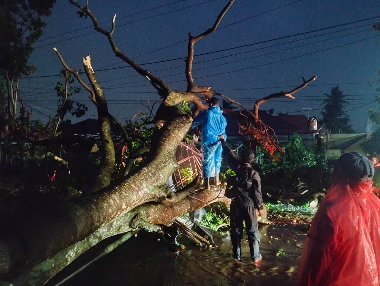 Tujuh Pohon Tumbang di Padang