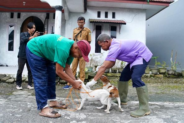 Suntik 702 HPR, Padang Panjang Tuntaskan Vaksinasi Rabies Gratis di ...