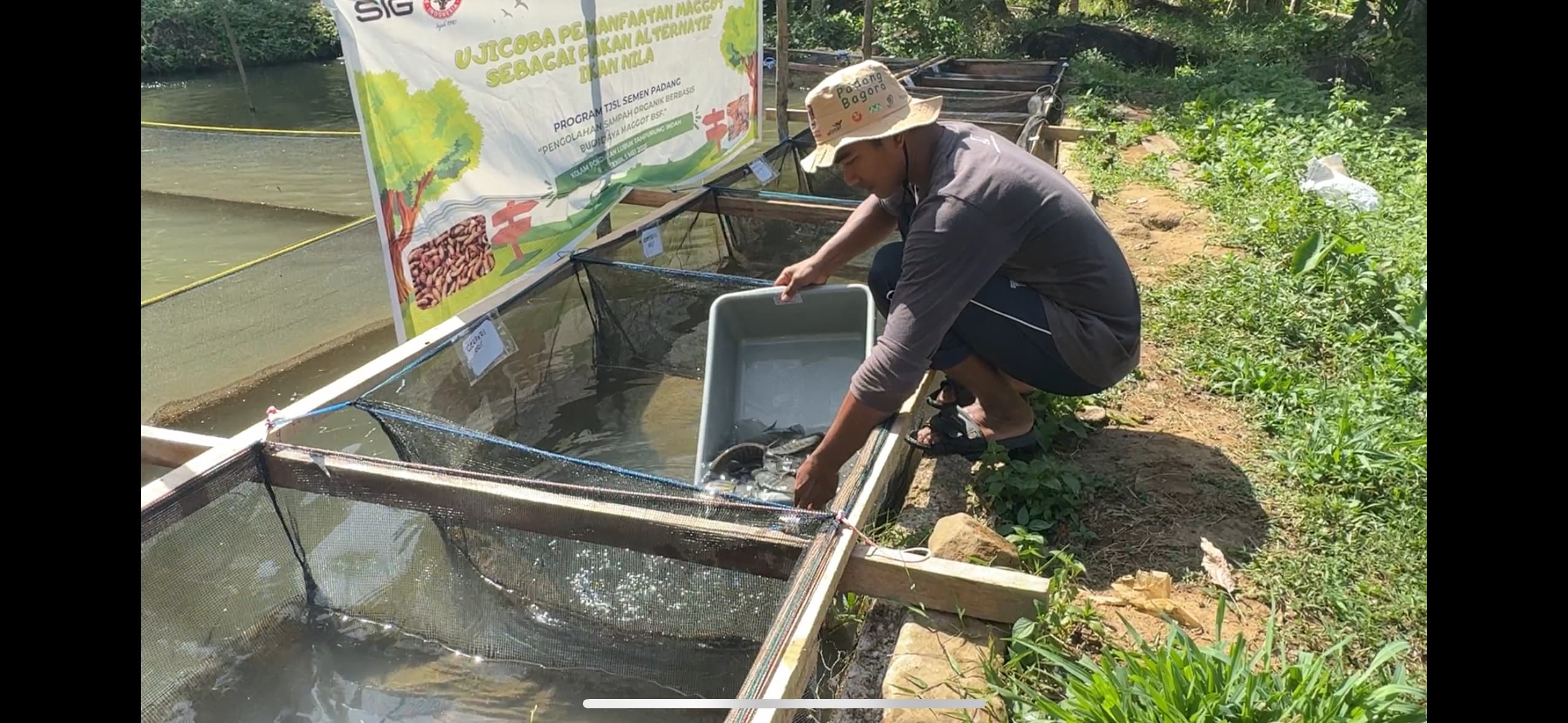 Ujicoba Semen Padang, Maggot Efektif Tingkatkan Pertumbuhan Ikan Nila