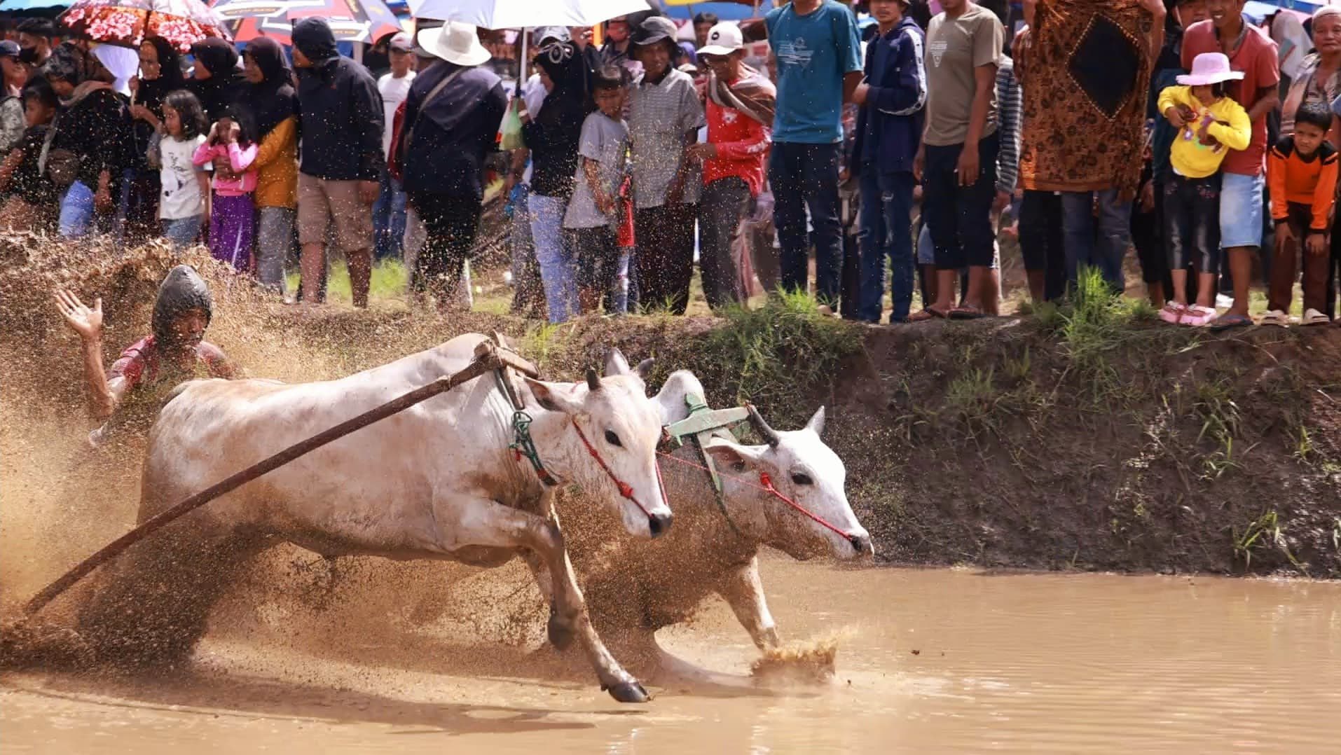 Pacu Jawi: Tradisi Perekat Persatuan dan Daya Tarik Wisata Tanah Datar